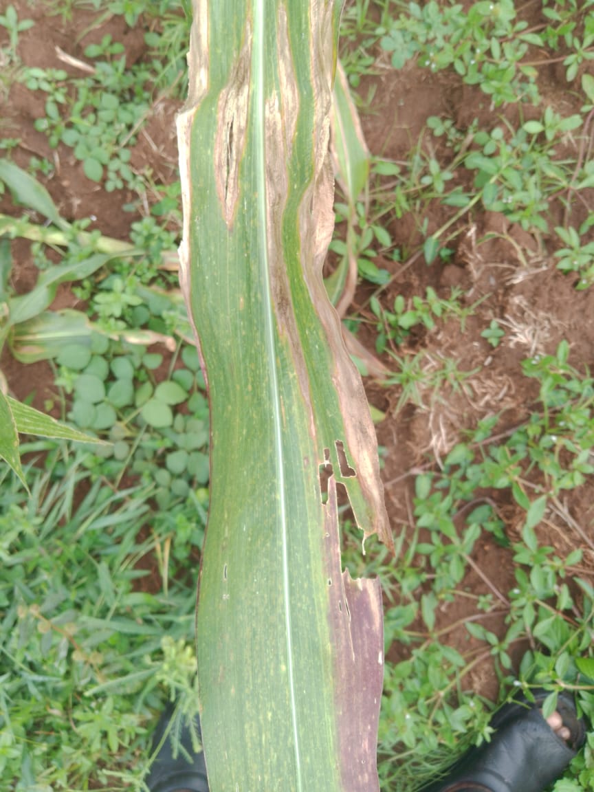 How to Use the Maize Object Detection API