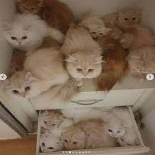 cat and dog Object Detection Dataset and Pre-Trained Model by cat and dog