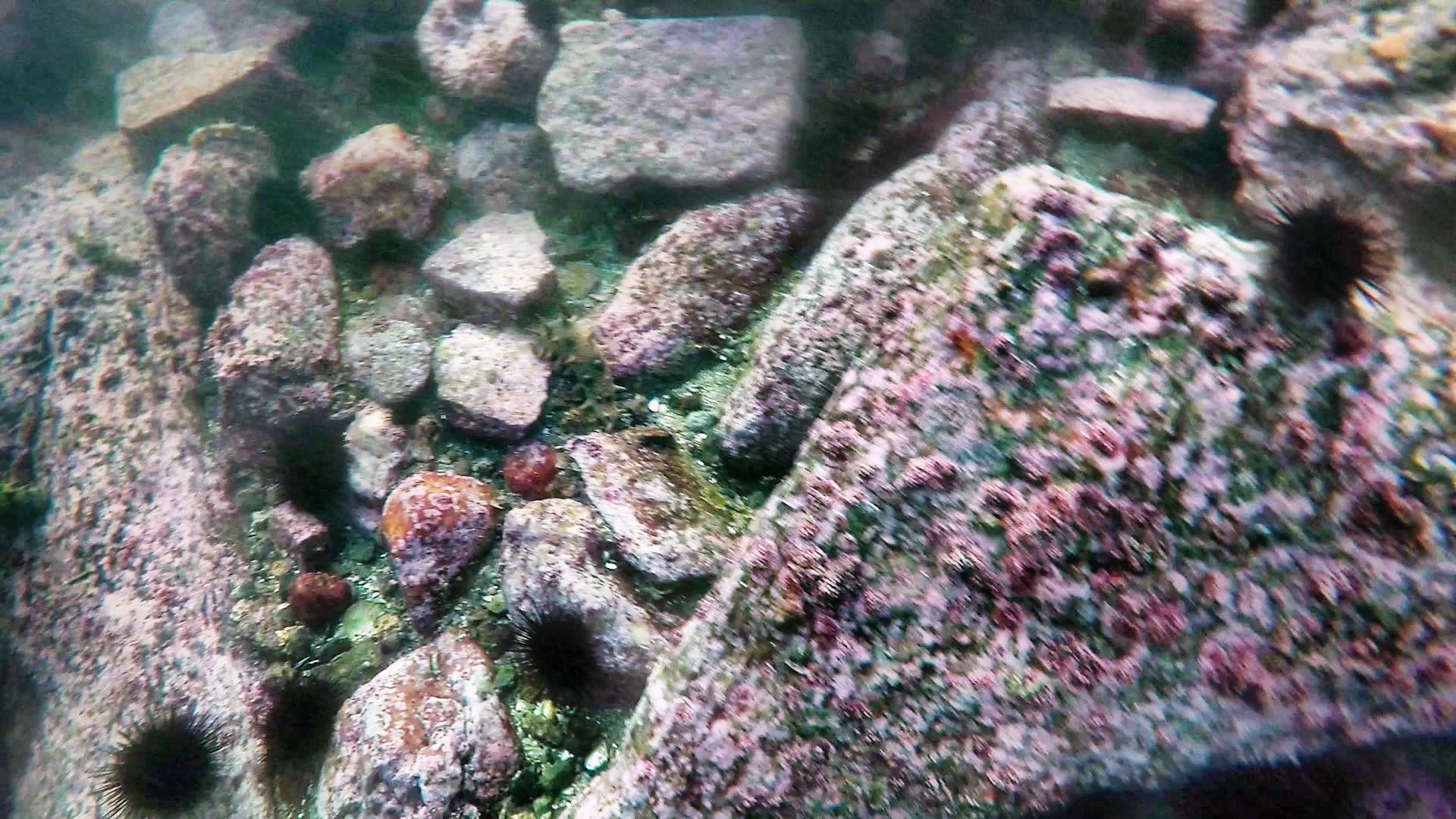 Underwater Object Detection Dataset By Chenyu