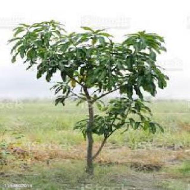 Tree Detection Model Object Detection Dataset And Pre Trained Model By 3188