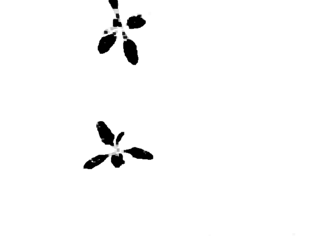 Final Weed Detection Object Detection Dataset By Pranay Lendave