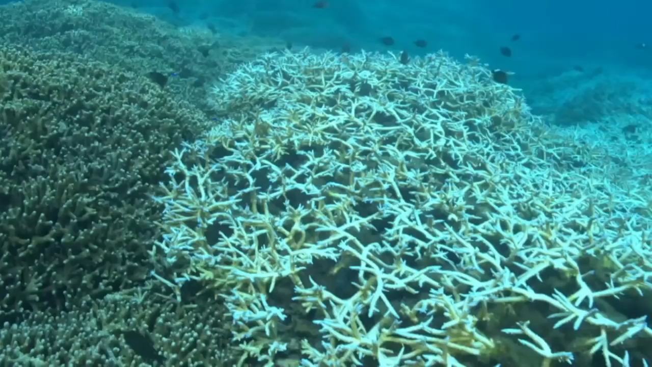 Coral Reef Bleaching Object Detection Dataset And Pre Trained Model By