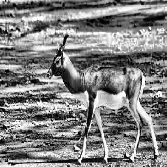 animal classification Semantic Segmentation Dataset and Pre-Trained ...