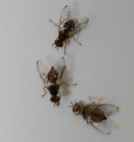 Adult Dacus Insect Detection Object Detection Dataset by athanasios ...