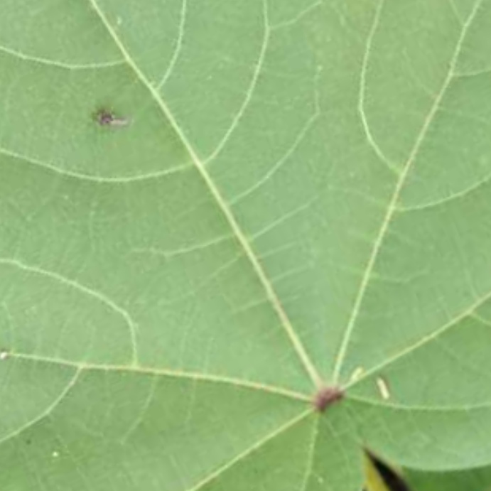 Plant Health Monitoring using Ra Classification Dataset and Pre-Trained ...