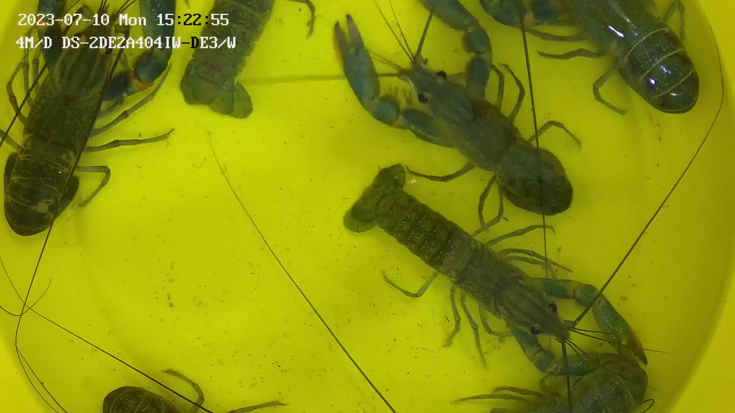 lobster_sex_v1 Instance Segmentation Dataset by Tecky