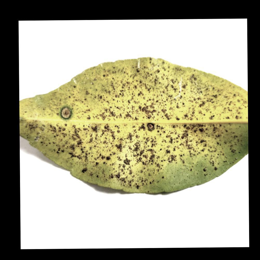 Plant Disease Detection Object Detection Dataset and Pre-Trained Model ...