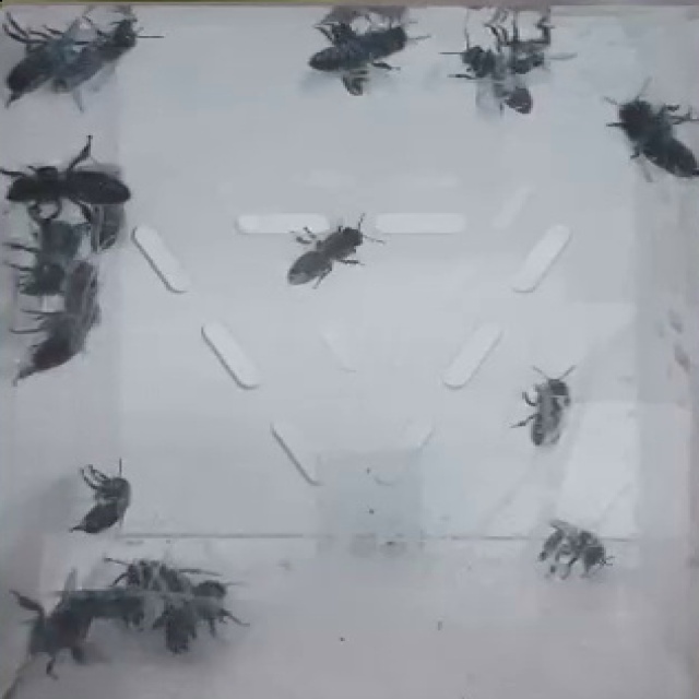 Bee Detection Dataset And Pre Trained Model By Iot