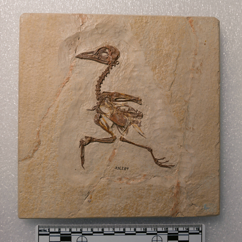 Fossil birds Object Detection Dataset and Pre-Trained Model by Carolina ...