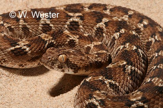 Snake Eyes Object Detection Dataset by Avishka Kavinda