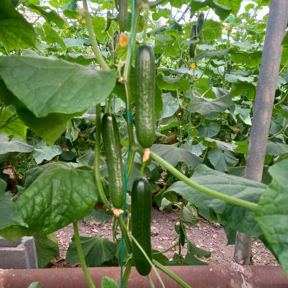 Cucumber Pedicel Detection Object Detection Dataset By Cucumber