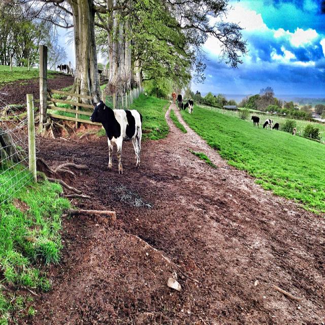 Cow Object Detection Dataset And Pre Trained Model By Object Detection