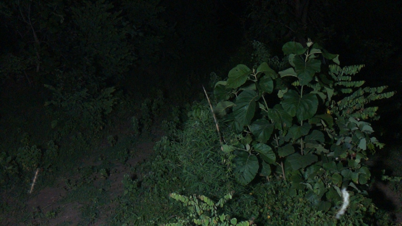 animal detect Object Detection Dataset by val