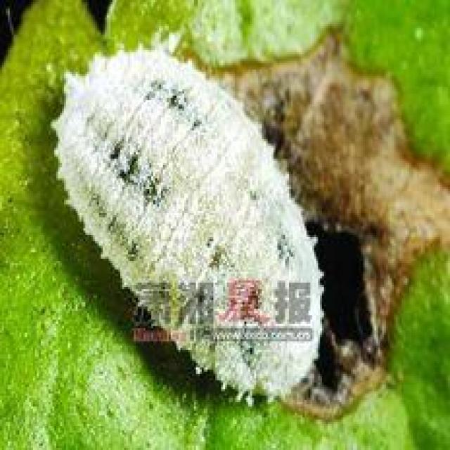 Insect Annotation Object Detection Dataset by Solar Cell Defect