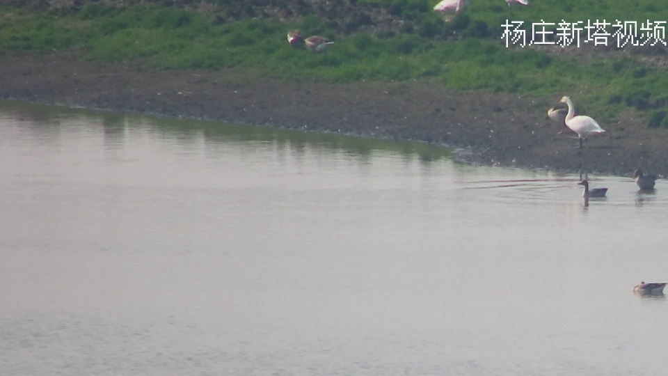 yangzhuang-merge-1129 Object Detection Dataset by birdsdata