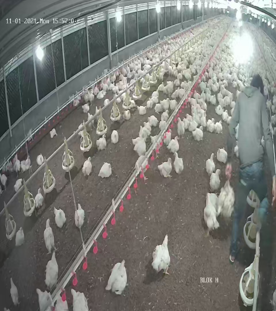Chicken Detector Object Detection Dataset By Rafie Fadlurahman