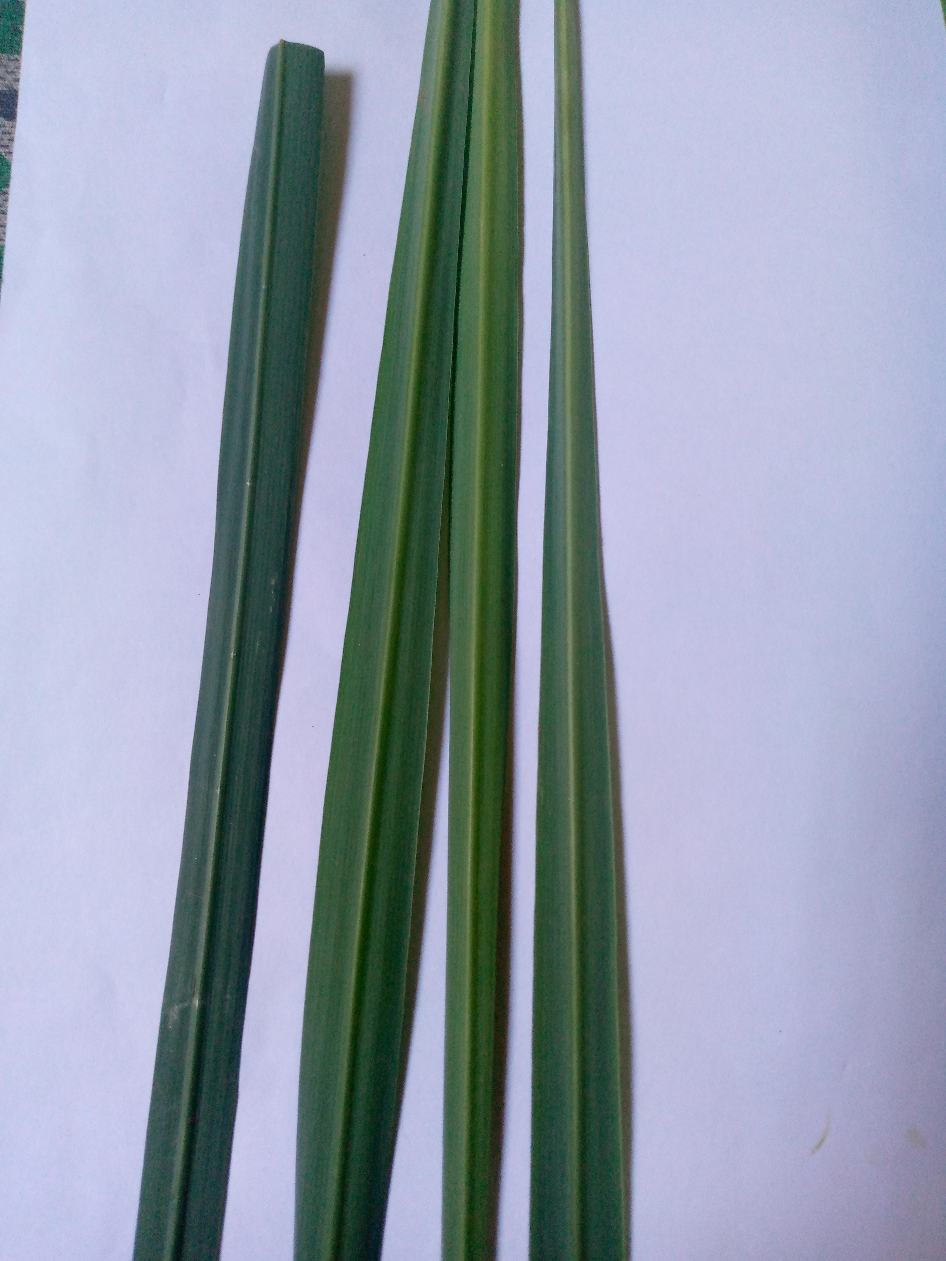 Leaf Classification Classification Dataset By Miniproject 6