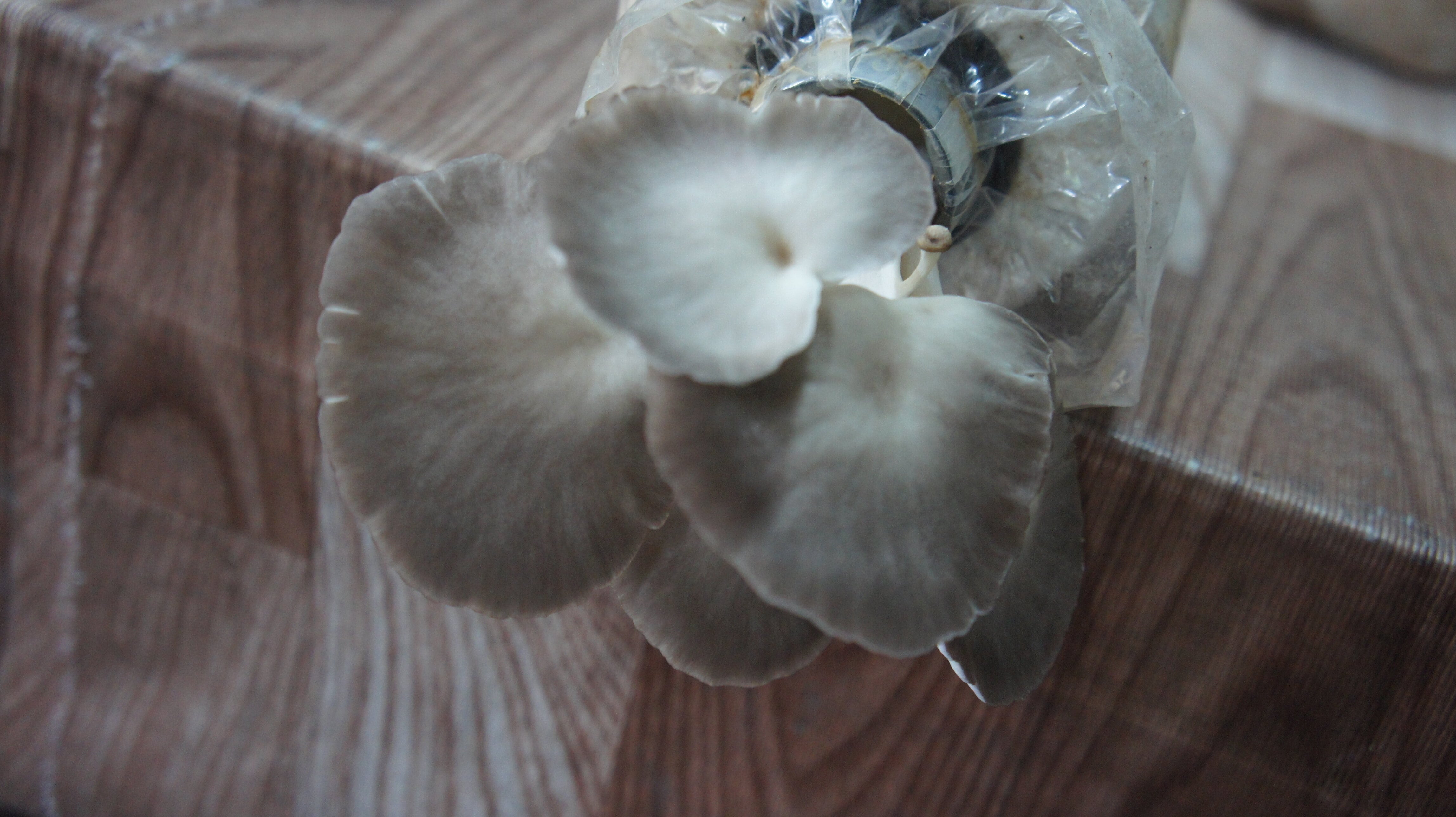 IoT mushroom machine learning Object Detection Dataset and Pre-Trained ...