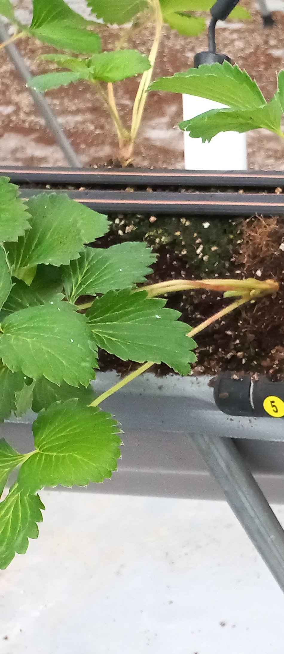 strawberry grow Object Detection Dataset by diverstar