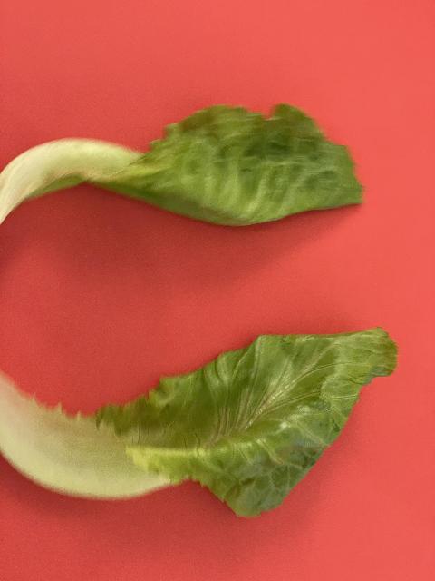 Waste Detection 1.0 Object Detection Dataset and Pre-Trained Model by Kitchen Waste Segregation