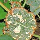 cucumber Object Detection Dataset by yamadaken