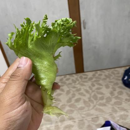 How to Use the Lettuce & Disease Identification Object Detection API