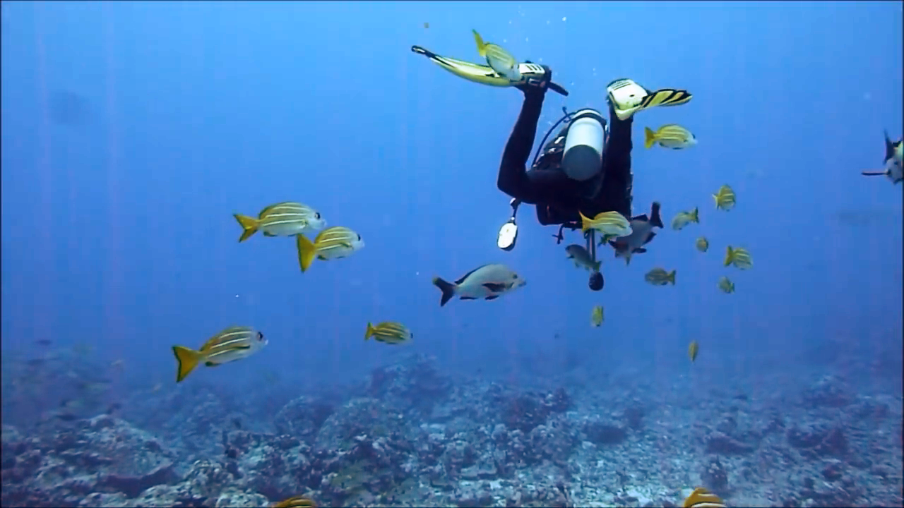 Diver Detection Object Detection Dataset and Pre-Trained Model by Project 1