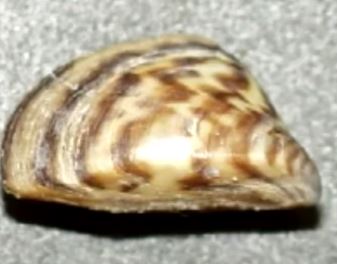 Mussel Types Object Detection Dataset (v1, 2023-04-21 6:09pm) by ...