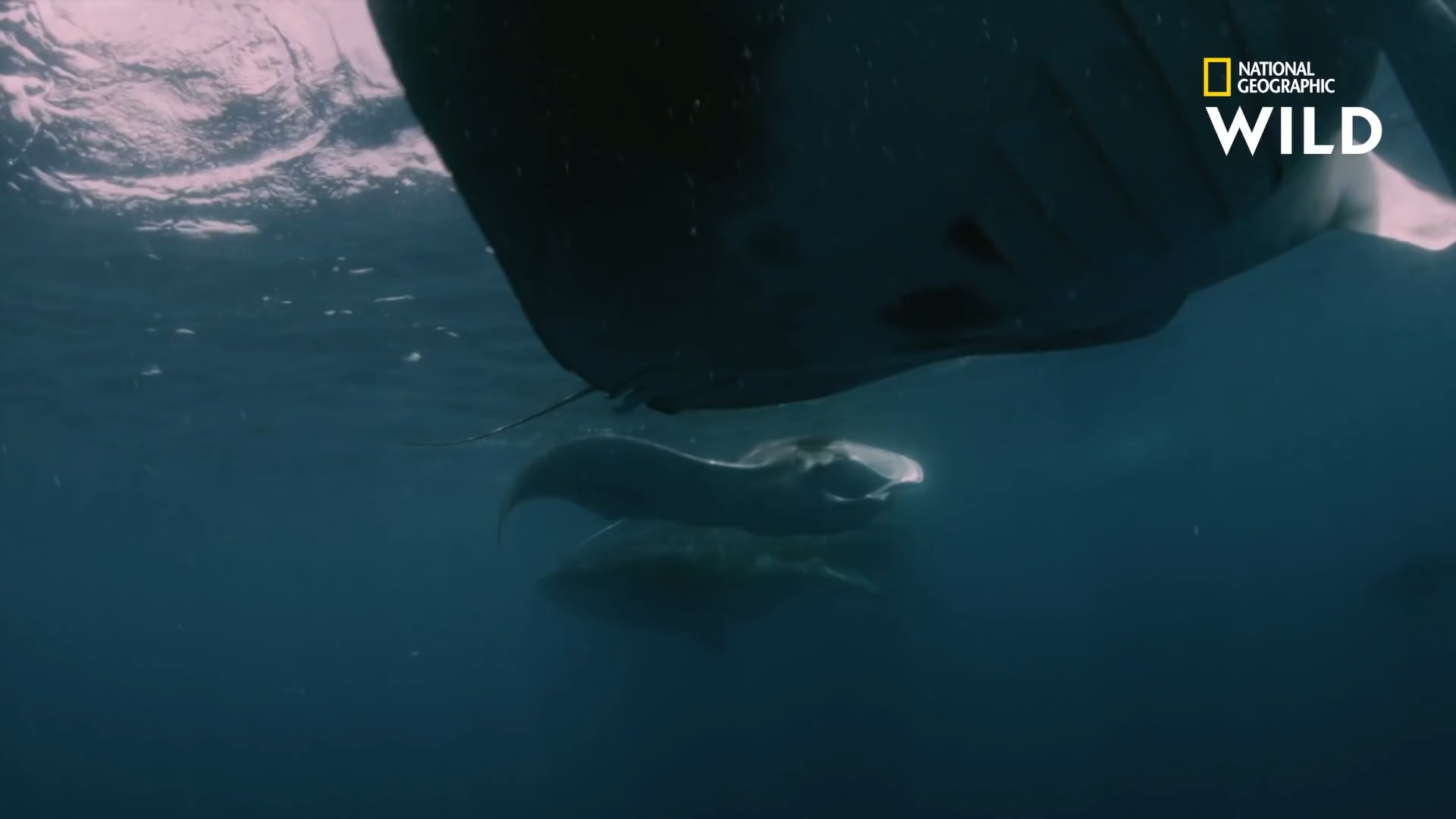 Sharks detection Object Detection Dataset by Nagarro