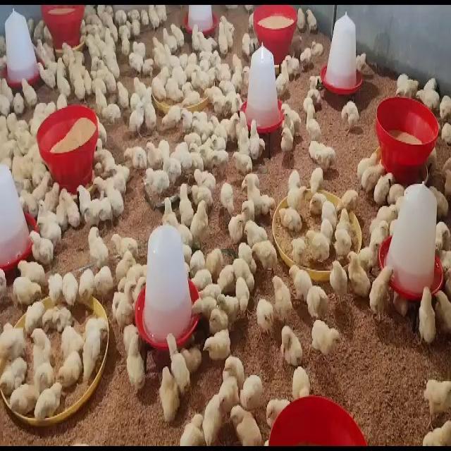 Team A Bird Detection And Weight Tracking Object Detection Dataset By 360 Digitmg