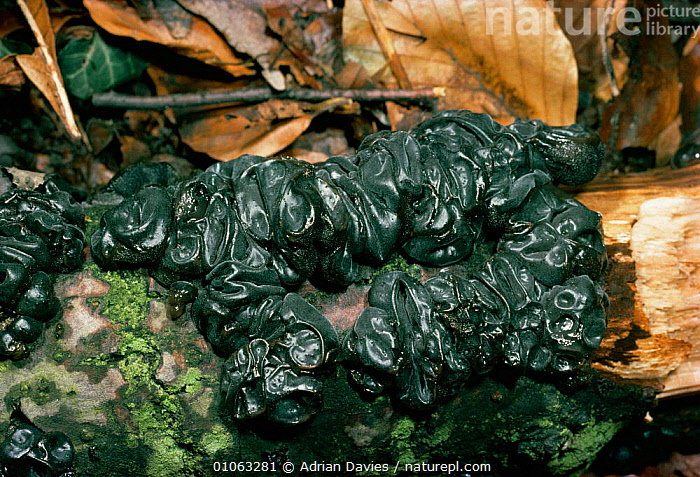 Plant Detection And Recognition Roboflow Universe