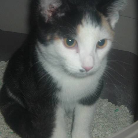 Dogs and Cats Detection Object Detection Dataset by Caltech Networks Lab