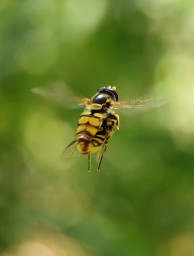 hover Object Detection Dataset by rrr