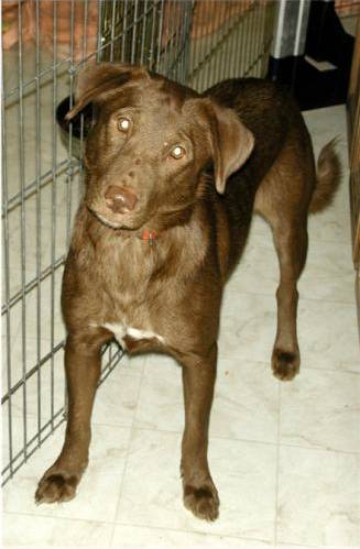 CAT AND DOG DETECTION VIA YOLOV Object Detection Dataset and Pre-Trained Model by Engineering