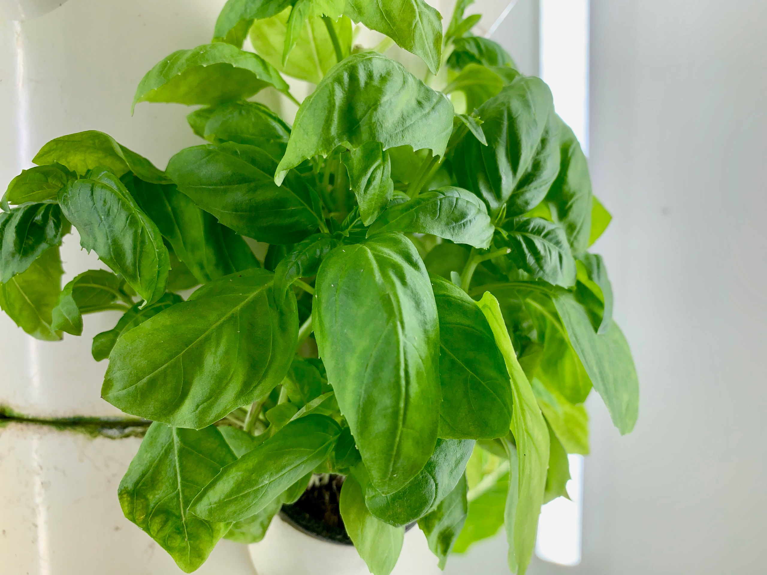 Basil Instance Segmentation Dataset and Pre-Trained Model by LeafEdge