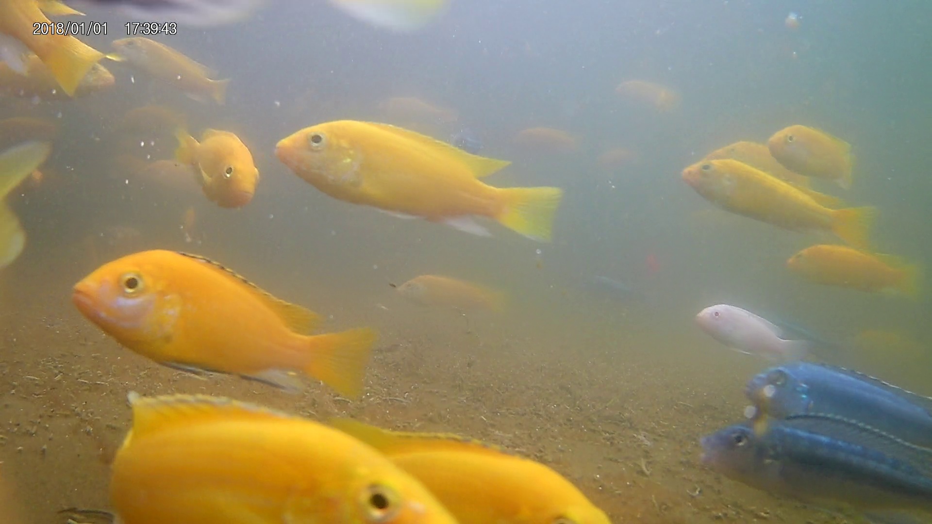 detection Object Detection Dataset by fish