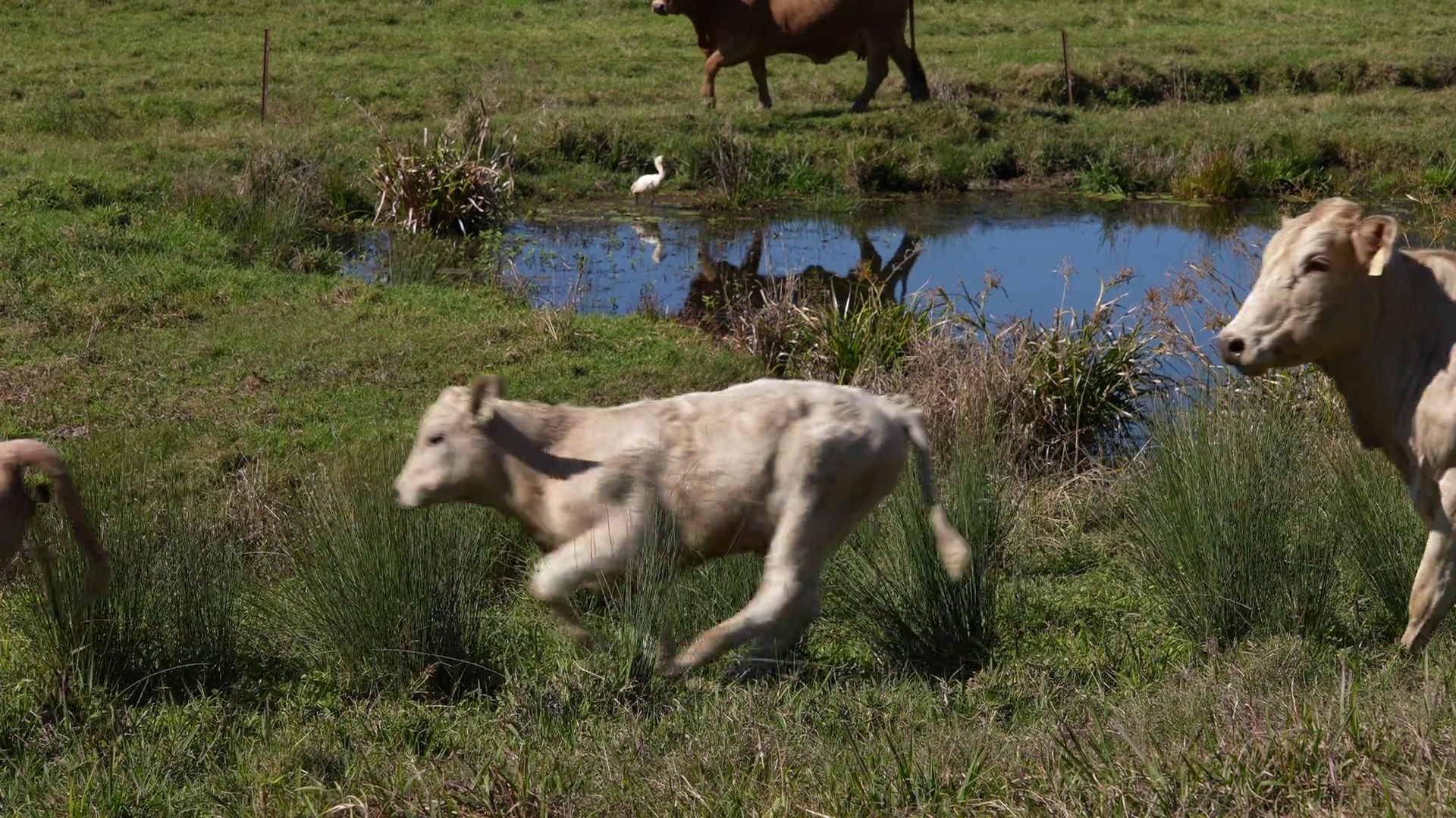 Cow Detection Dataset And Pre Trained Model By Macnica Dhw