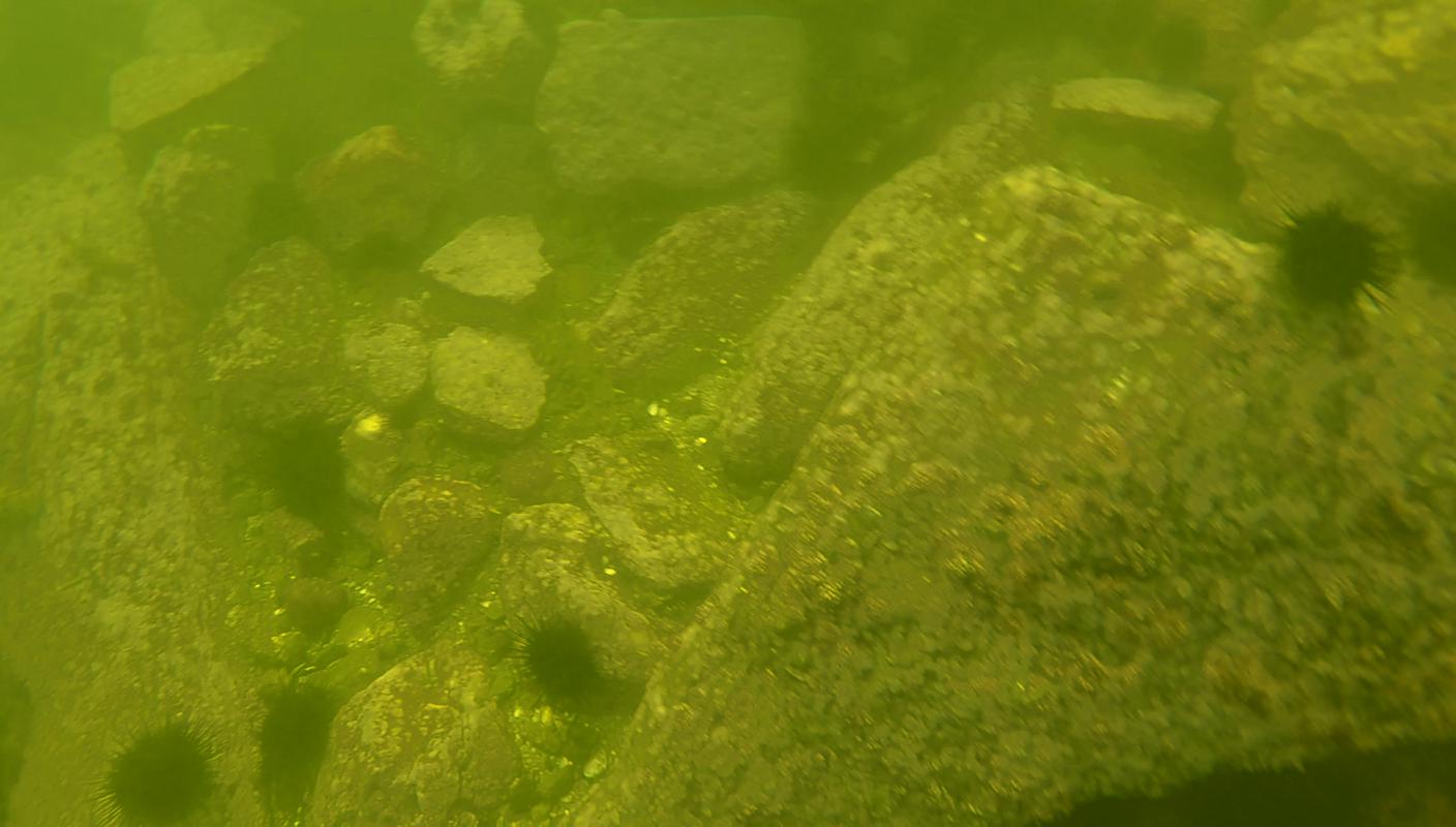 uodtest Object Detection Dataset by Underwater Object Detection