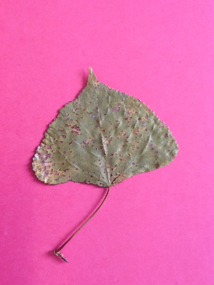 Plant Name based on Leaf Shape Object Detection Dataset and Pre-Trained Model by Polytechnic ...