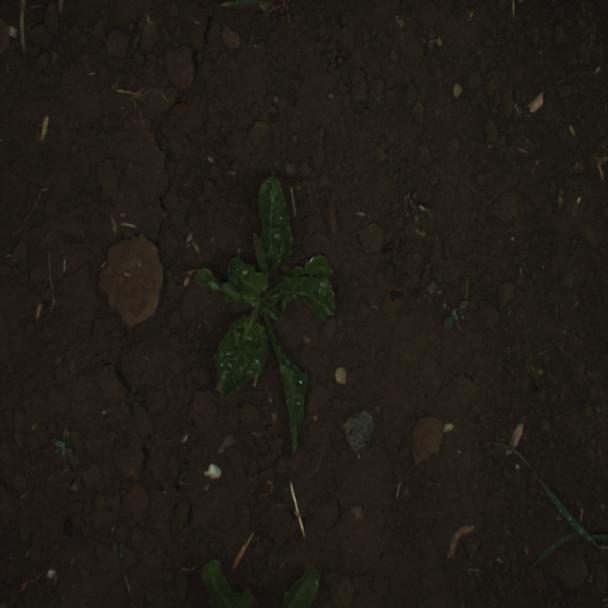 Weed Detection Instance Segmentation Dataset By American University Of