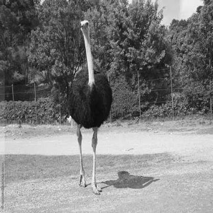 How to Use the gray_img_poc Object Detection API