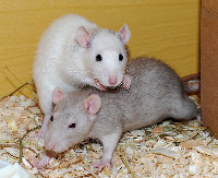 rat_detection Object Detection Dataset and Pre-Trained Model by frauas