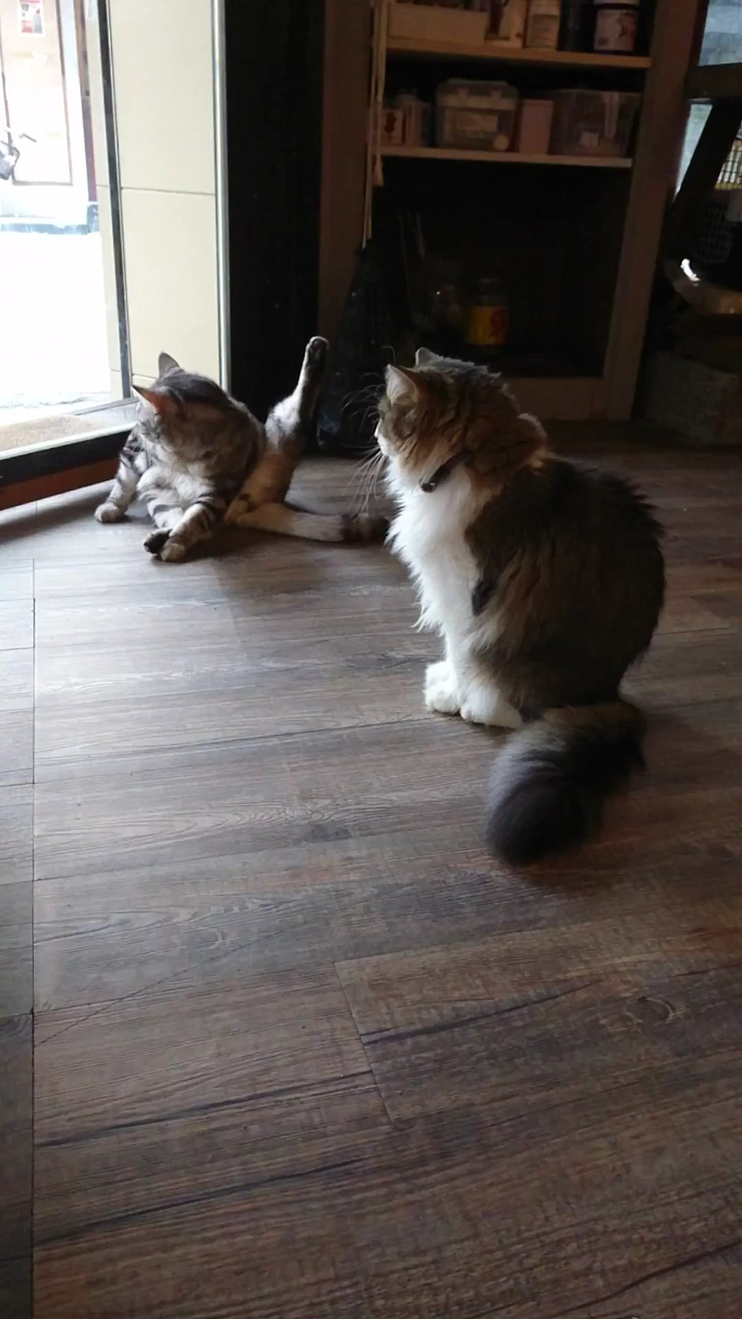 Cat Detection Object Detection Dataset And Pre Trained Model By Tina Tu