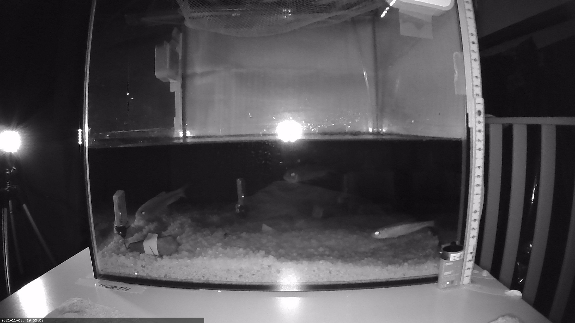 Nt3_N_Bbox Object Detection Dataset by yolov5