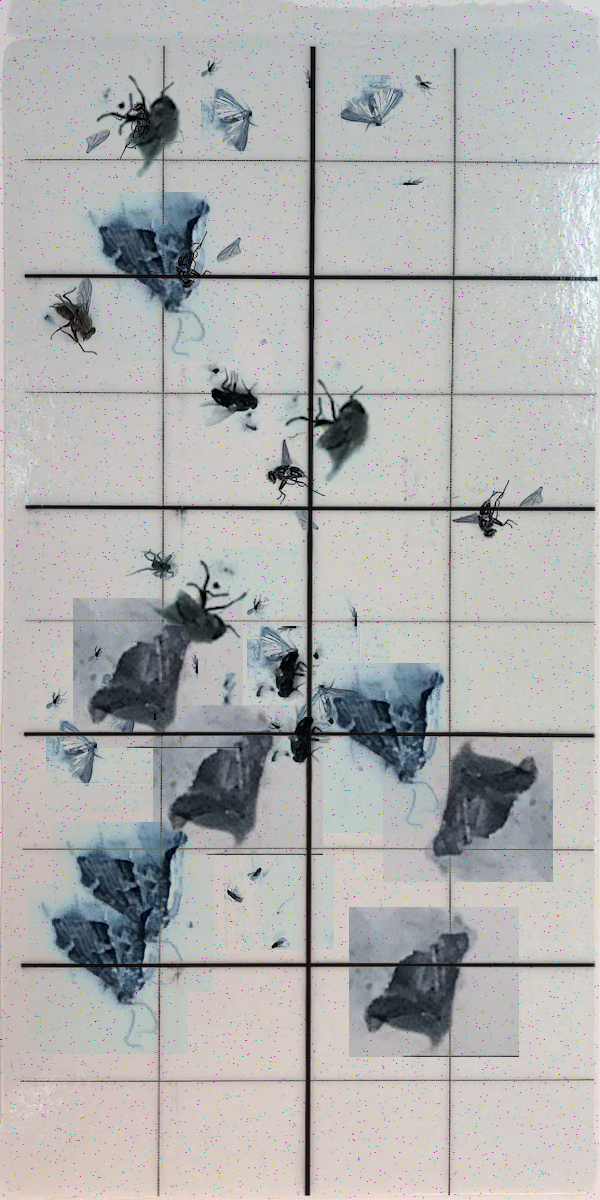 Flysight 2.0 Object Detection Dataset and Pre-Trained Model by Ecolab