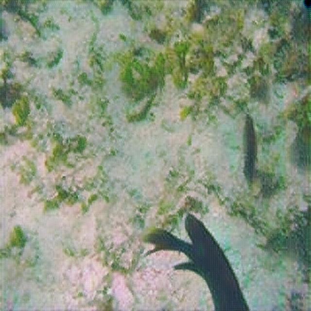 Underwater Trash Object Detection Dataset and Pre-Trained Model by ESP3201 Project