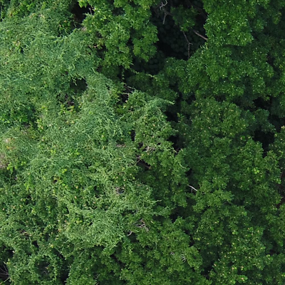 Coconut Rhinoceros Beetle Infested Palm Tree Detection Object Detection Dataset and Pre-Trained ...