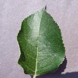 apple Classification Dataset by Problems