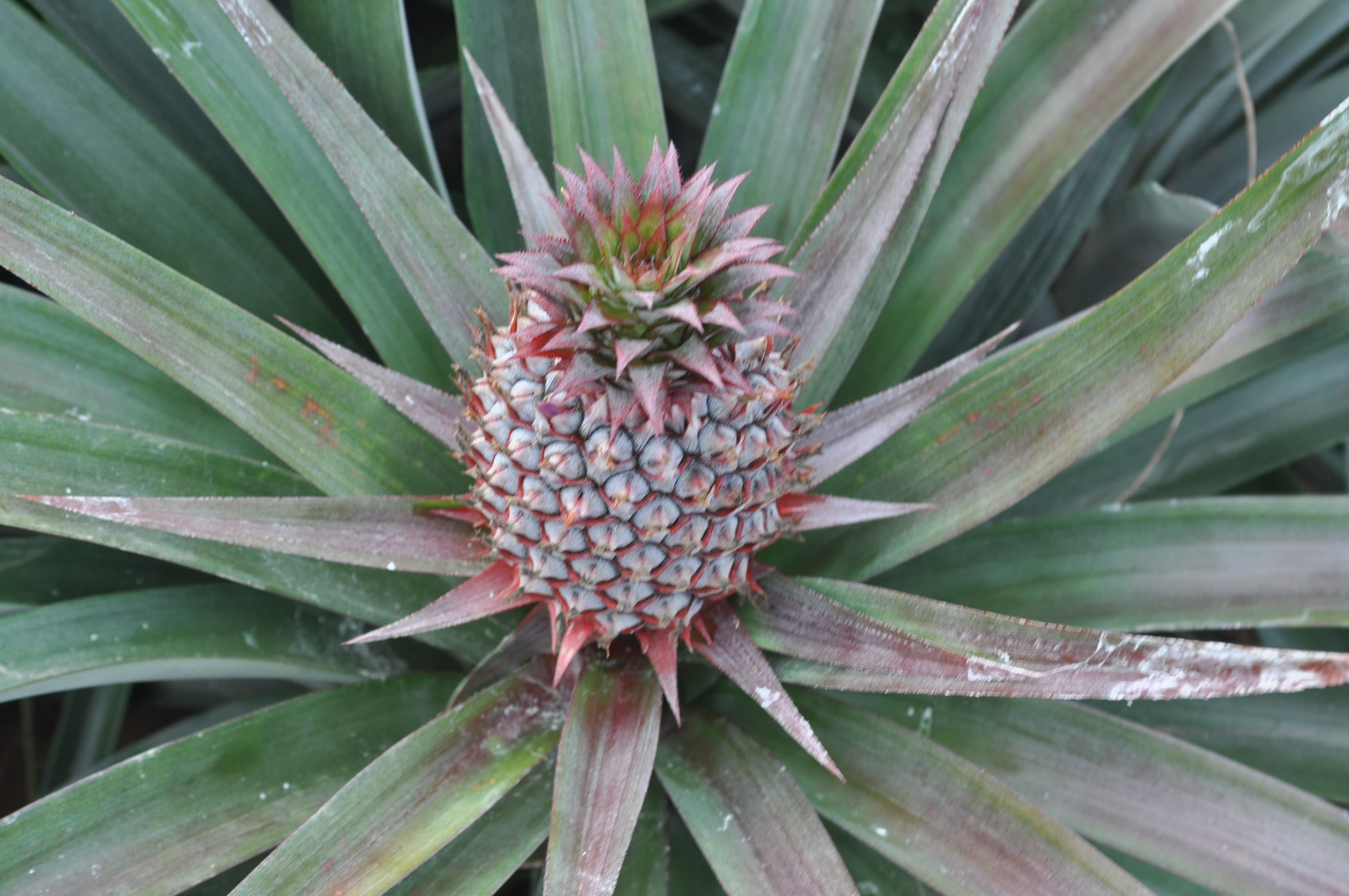 pineapple predict Object Detection Dataset by project-yar9o