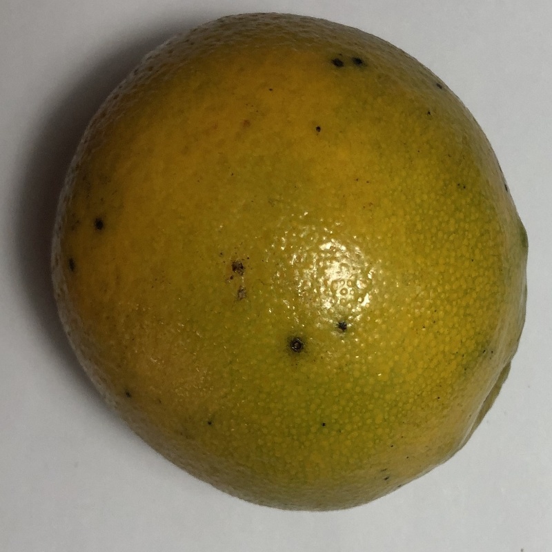 Orange Disease Detection Object Detection Dataset and Pre-Trained Model ...